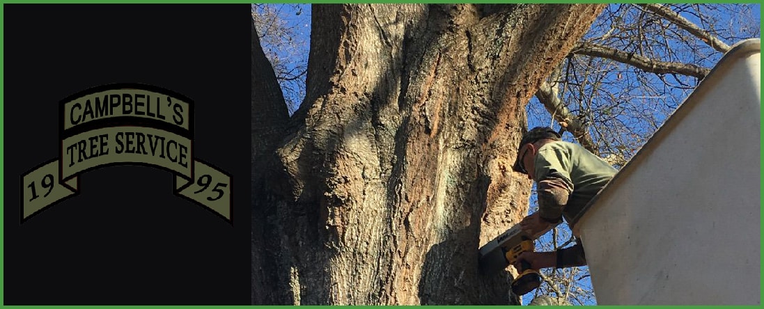 Campbells Tree Service offers Tree Service in Jefferson, GA